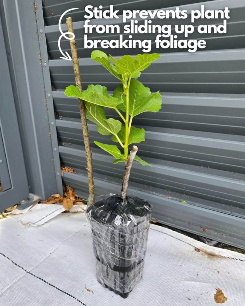 Black Madeira Fig Tree - Fig Freak