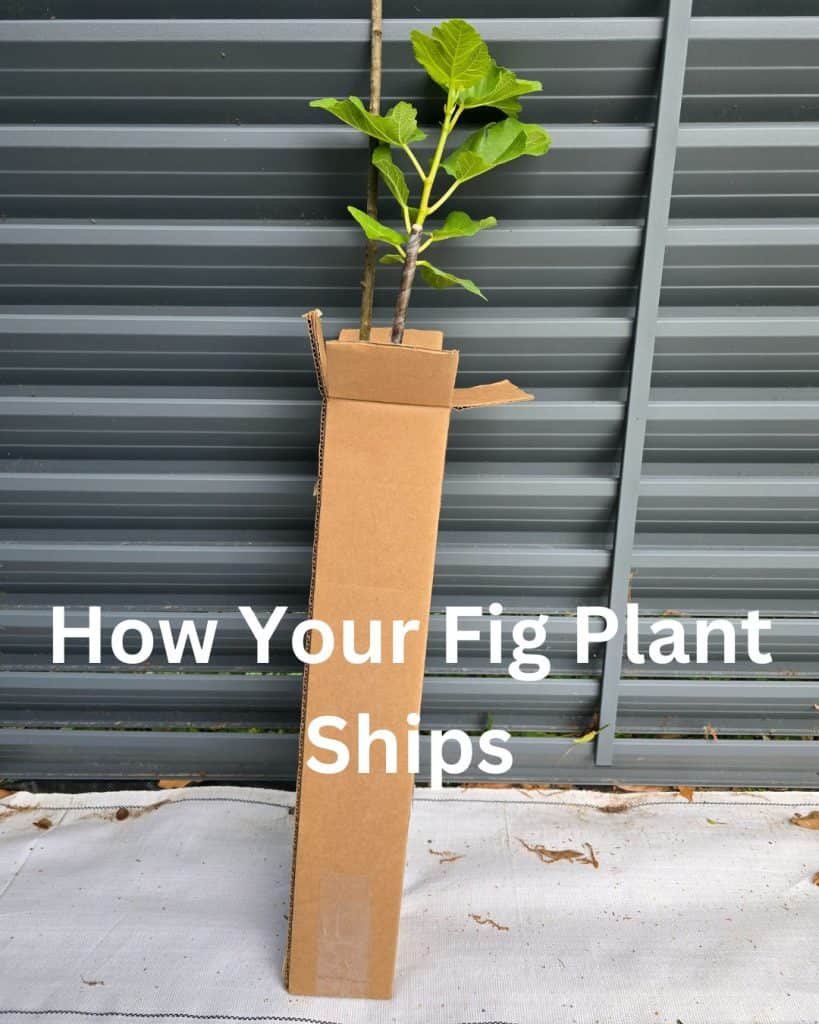 Black Madeira Fig Tree - Fig Freak