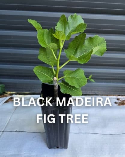 Black Madeira Fig Tree - Fig Freak