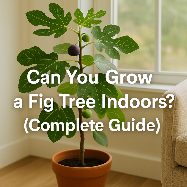 Can You Grow a Fig Tree Indoors? (Complete Guide) - Fig Freak