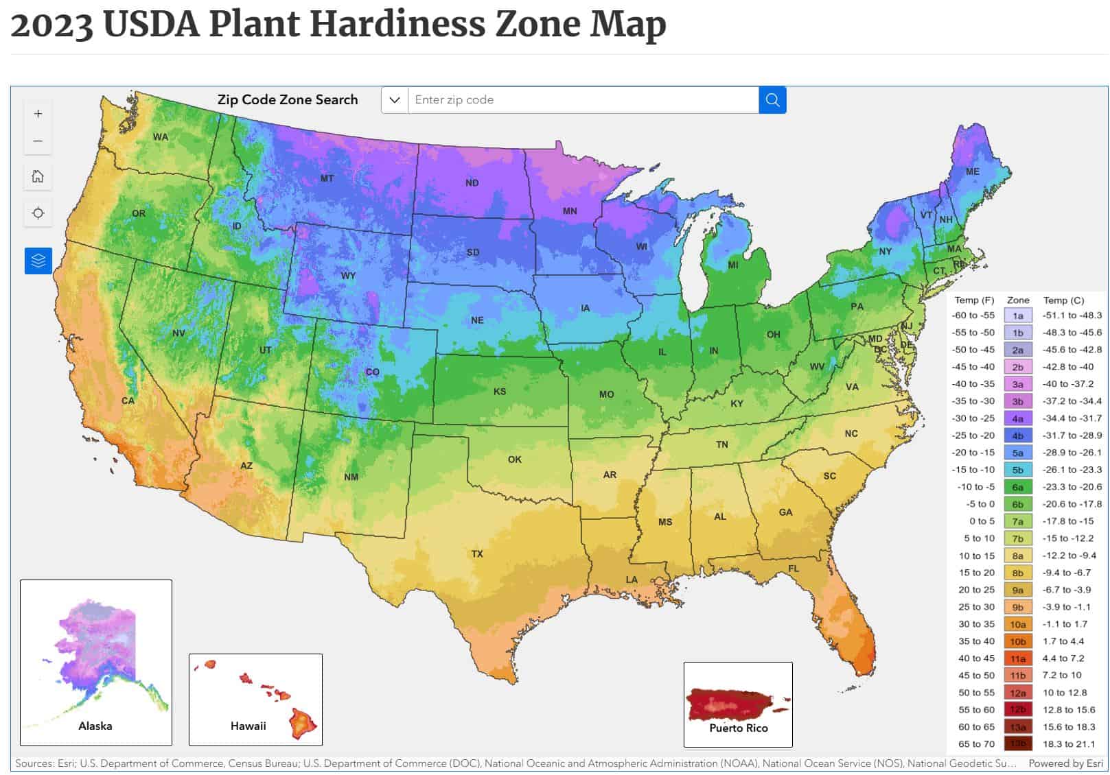 The Kadota Fig – A Classic with a Twist - Fig Freak