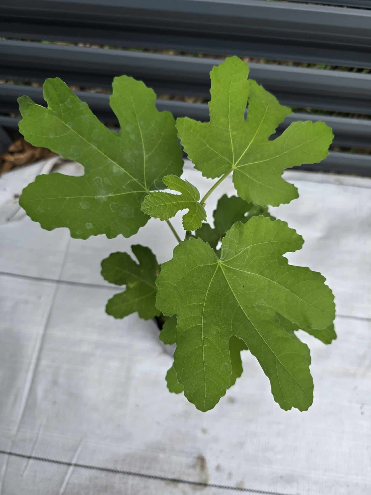 Smith Fig Tree - Fig Freak