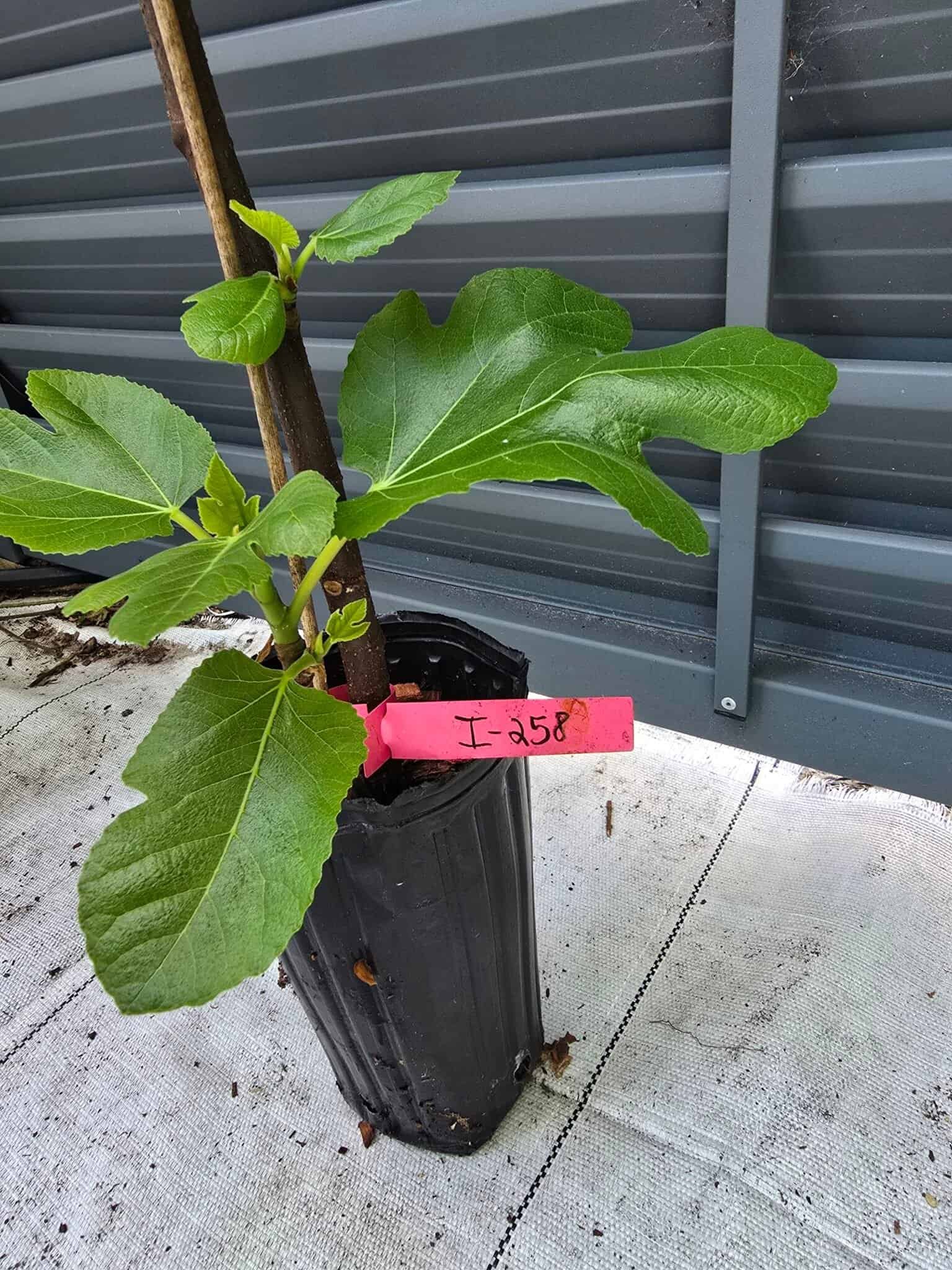 I-258 Fig Tree - Fig Freak